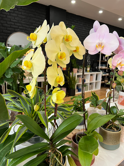 Best Plant Shop In Toronto | Crazy Plant Shop